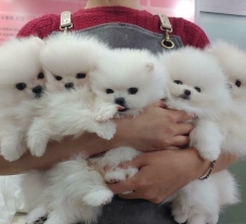 Vendo splendidi cuccioli di Pomerania